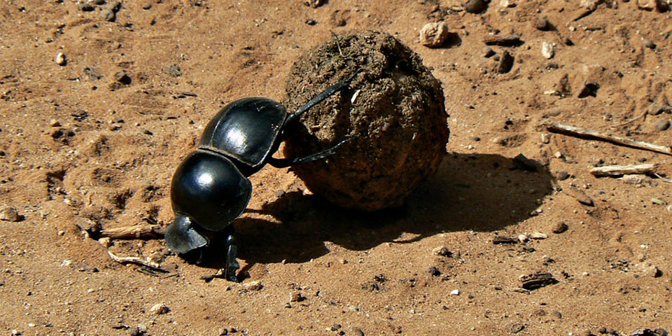 Vad är en ekologisk nisch?